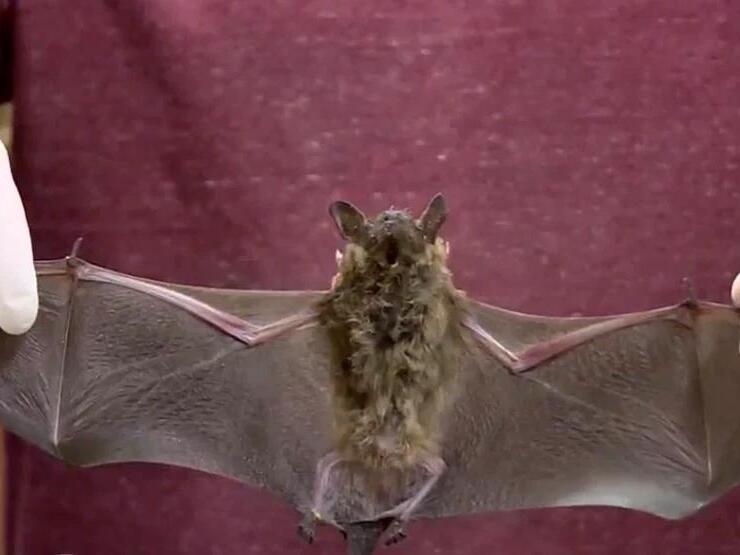 Bat with rabies identified in Fenton, health department says