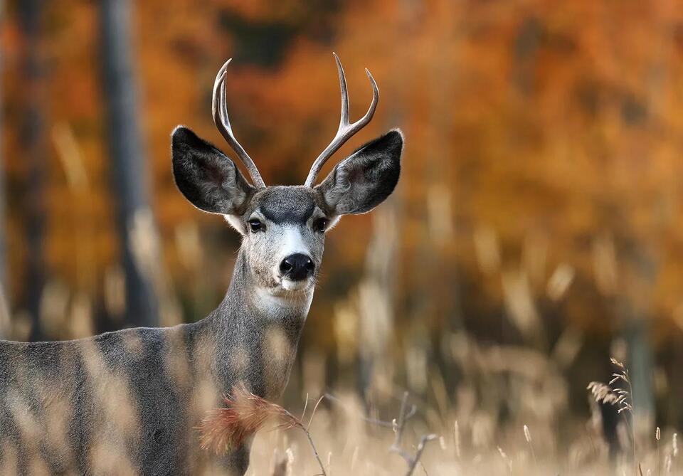 Invasive grasses threaten mule deer but strategic action can turn tide ...