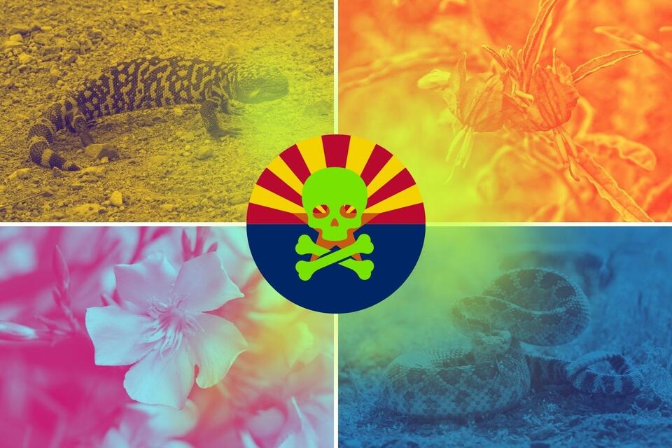 What Are The Most Toxic Plants To Avoid In Arizona? - NewsBreak