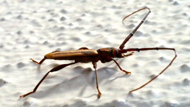 The Most Efficient Insect Hunters – Nature’s Top Predators - NewsBreak