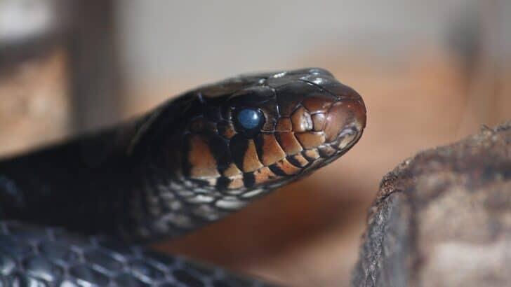 Why The Eastern Indigo Snake Is So Important to North America - NewsBreak