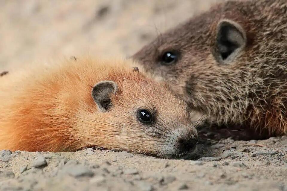 10 Ways to Get Rid of Groundhogs in Your Garden - NewsBreak