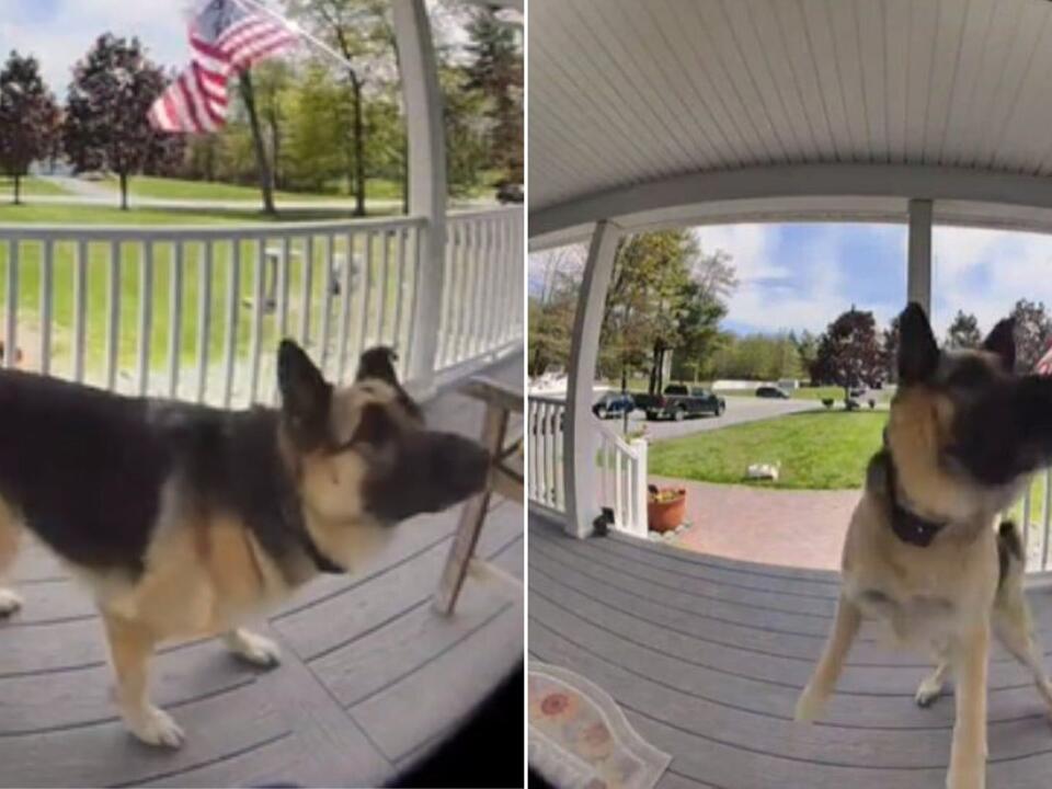 German Shepherd Noticed A ‘Mysterious Intruder’ At The Door So He ...