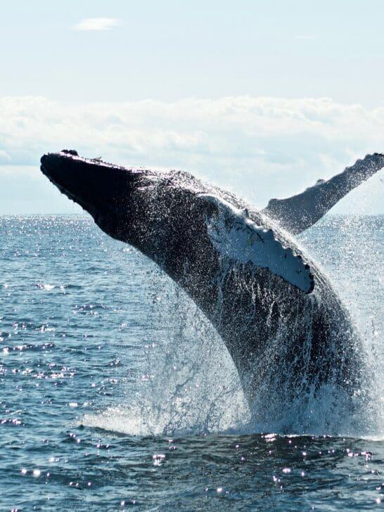 A Heartwarming Encounter with a Friendly Whale - NewsBreak