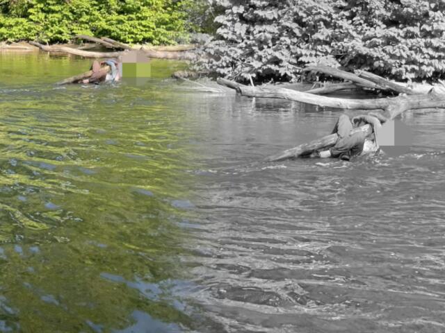 Bird watcher stumbles upon man drowning, ends up saving his life ...