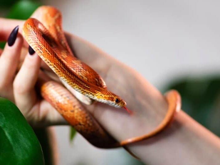 Ranking Our 10 Best Animals to Keep as Pets in 2024