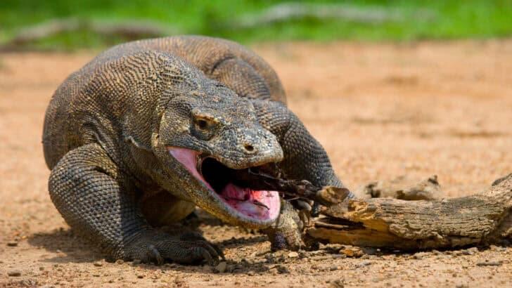 14 Creatures That Can Reproduce Without Mating - NewsBreak