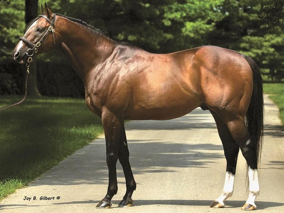 Pensioned Sire Stormy Atlantic Dies At Age 32 - NewsBreak