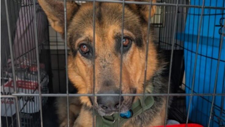 German Shepherd Update: Abandoned Dog at California Walmart Faced ...
