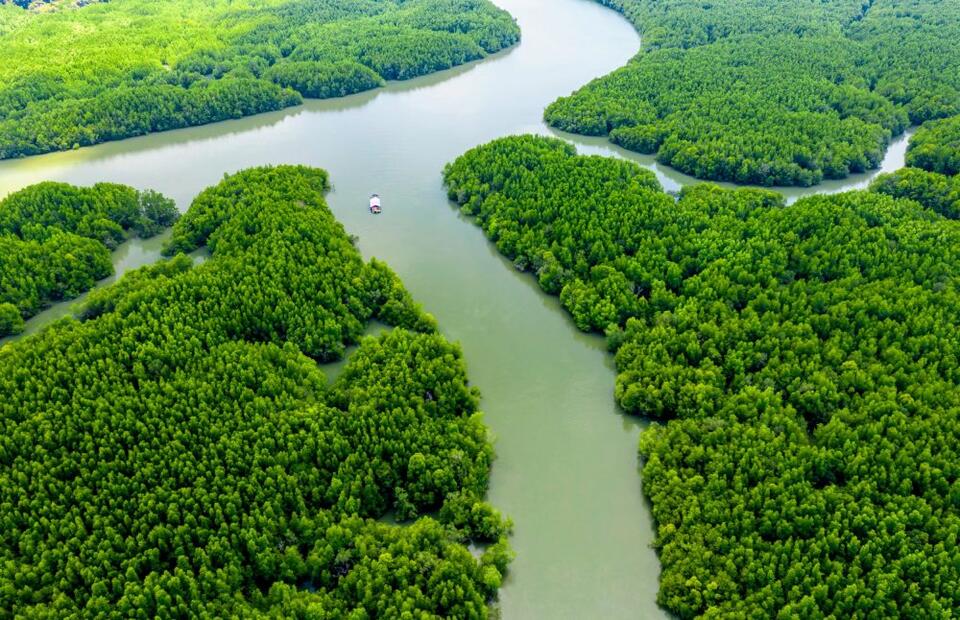 Earth’s carbon sinks are being pushed to their limits - NewsBreak