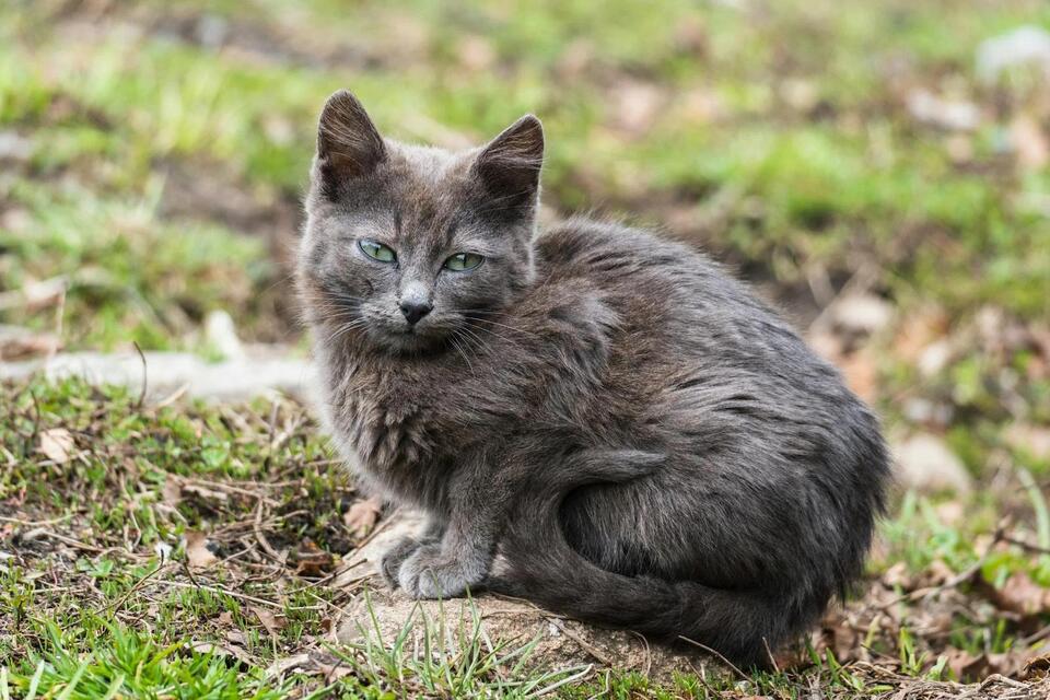 How Cats Were Treasured in Ancient Middle Eastern Cultures - NewsBreak