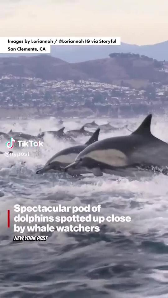An enormous dolphin stampede delights spectators off the coast of ...