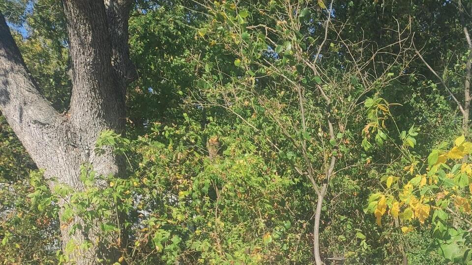 Homeowner shocked after discovering someone cut down trees on their property: 'This is gonna be ...