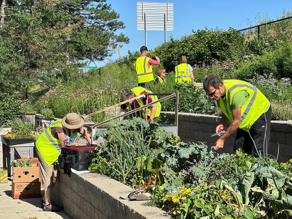 Green House Venture's highway embankment garden yields bountiful ...