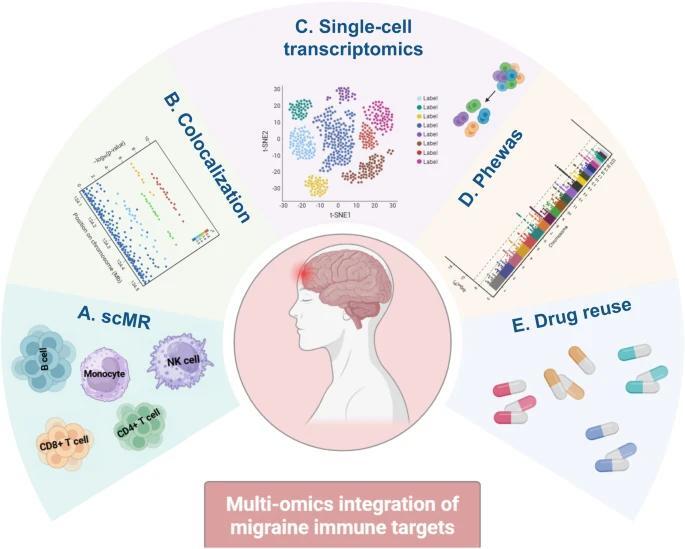 A single-cell multi-omics framework identifies immune cell drivers of ...