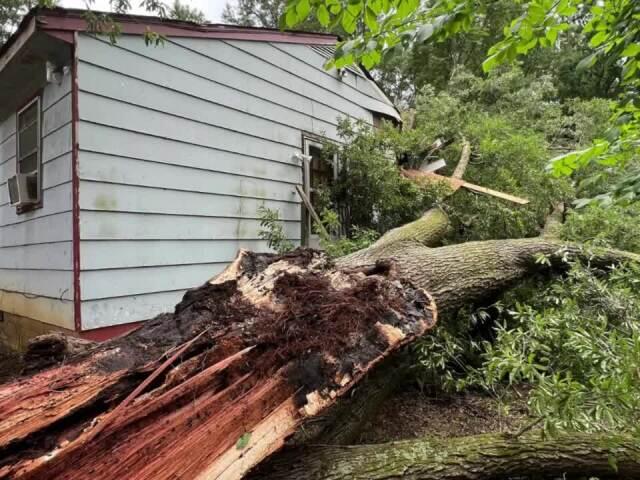 200-year-old tree falls on Petersburg homes - NewsBreak