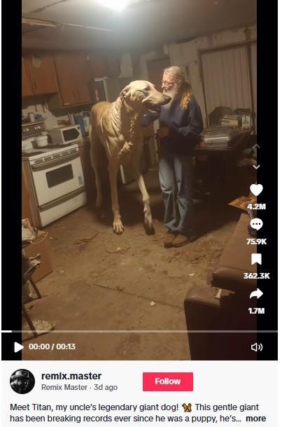 Fact Check: Titan The Giant Dog Is AI, NOT Real According To Creator Of ...
