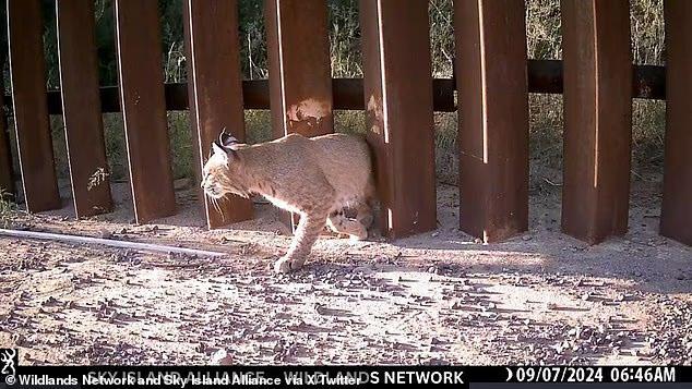 'Doggy doors' installed along US-Mexico border wall leave animal ...