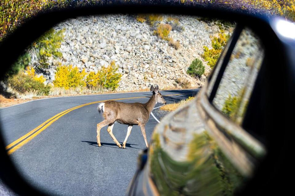 What Really Happens if You Hit a Deer in Northern Colorado? - NewsBreak