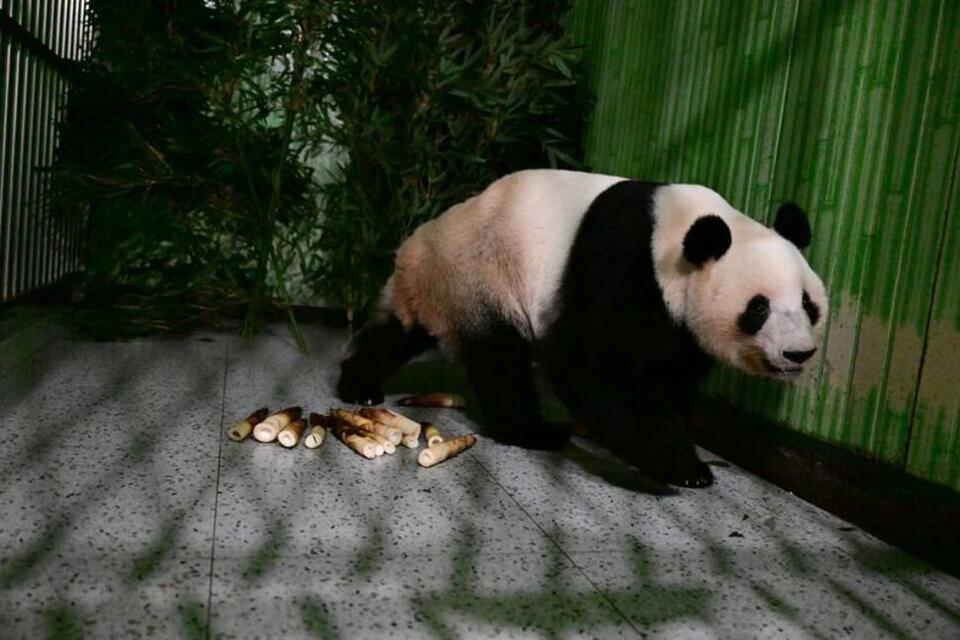 Japan-Born Pandas Xiao Xiao and Lei Lei Arrive Home in China's Sichuan ...