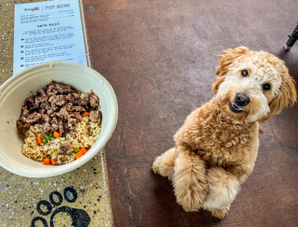 BARK WEEK: The Best Dog-Friendly Dining and Hotels in Houston to Eat ...
