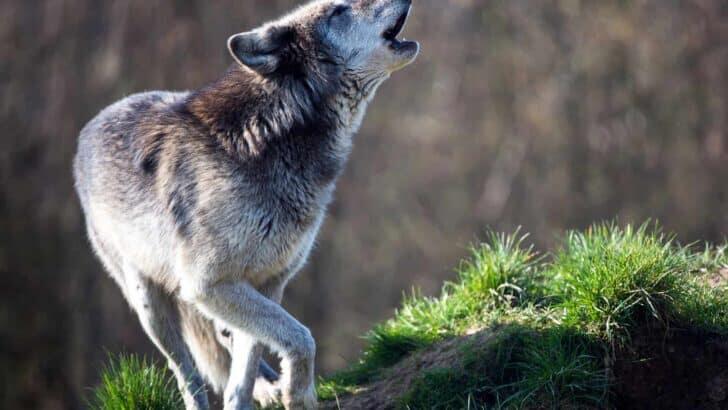 Top 10 Animals and Wildlife in Wisconsin - NewsBreak