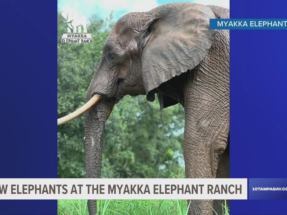 2 new elephants arrive at Myakka Elephant Ranch