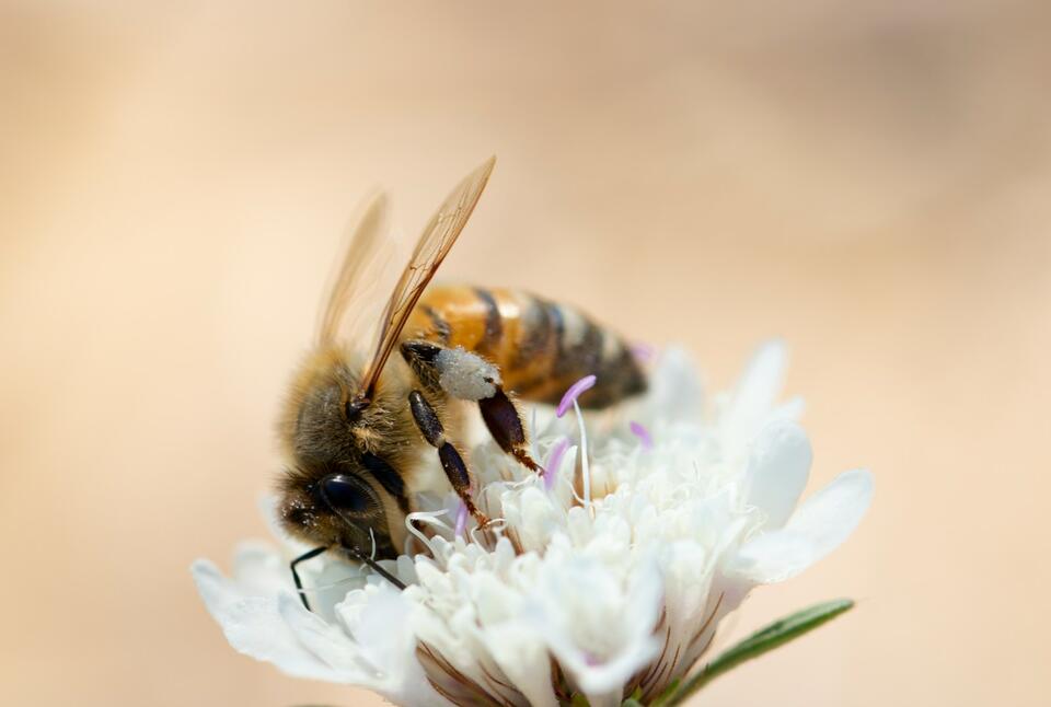 When Did the First Bees Appear and Did Dinosaurs Notice - NewsBreak