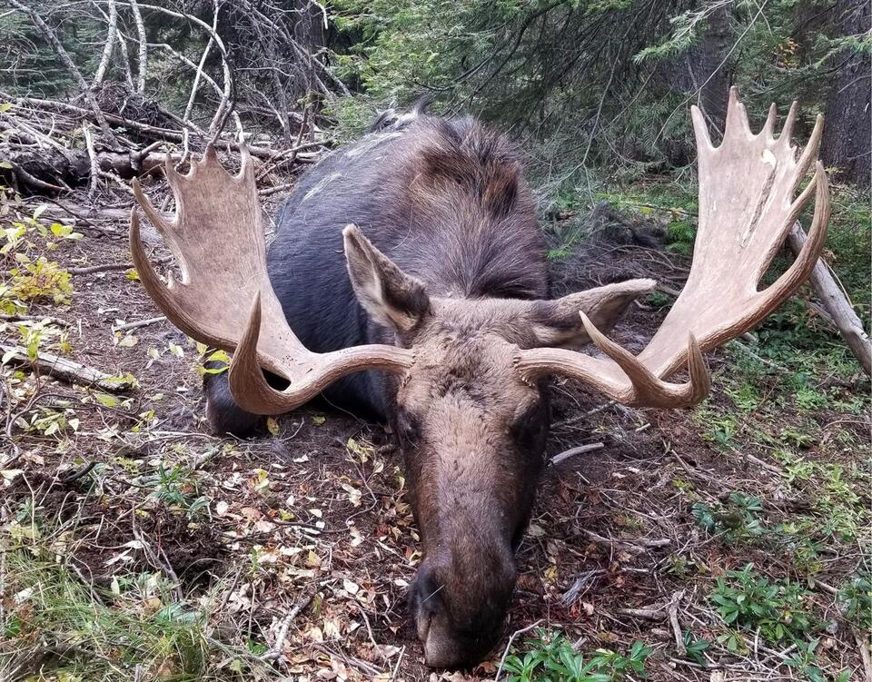 Eight Jaw-Dropping Idaho Poaching Cases From The Last Decade - NewsBreak