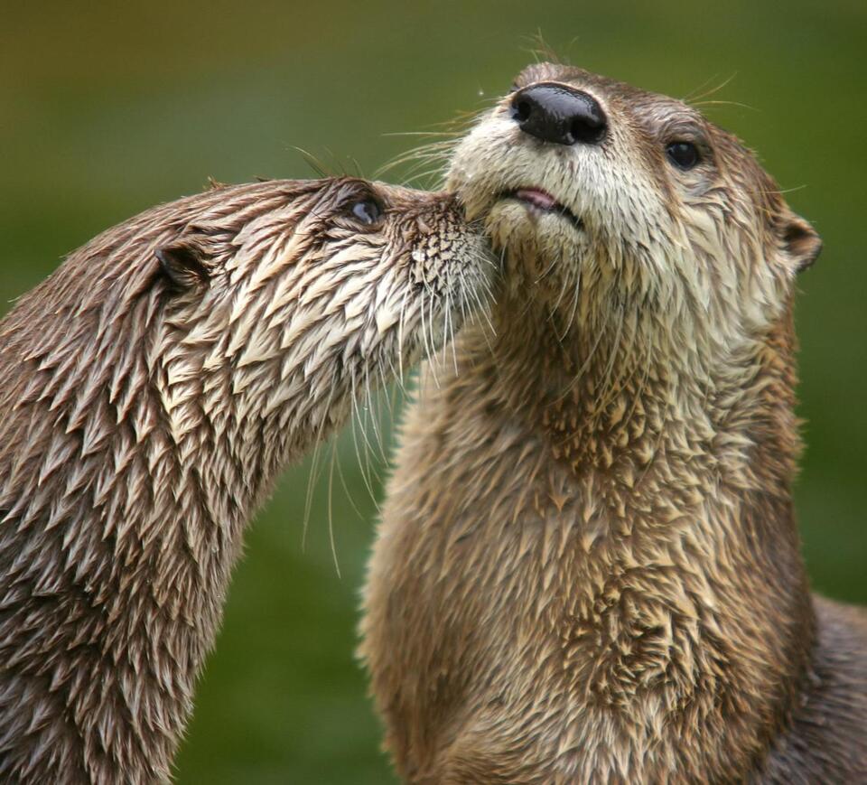 World Otter Day: Celebrating the Comeback of a River Guardian - NewsBreak