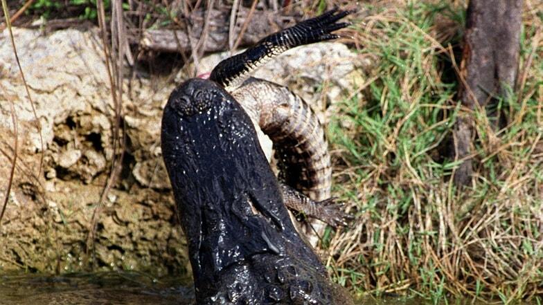 Cannibal Alligator Spotted Eating Smaller Gator: PHOTOS - NewsBreak