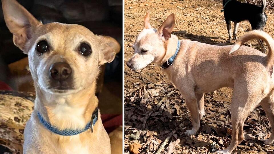 Meet Mr. Wags: The 13-Pound Chihuahua Mix Pup Searching For Love ...