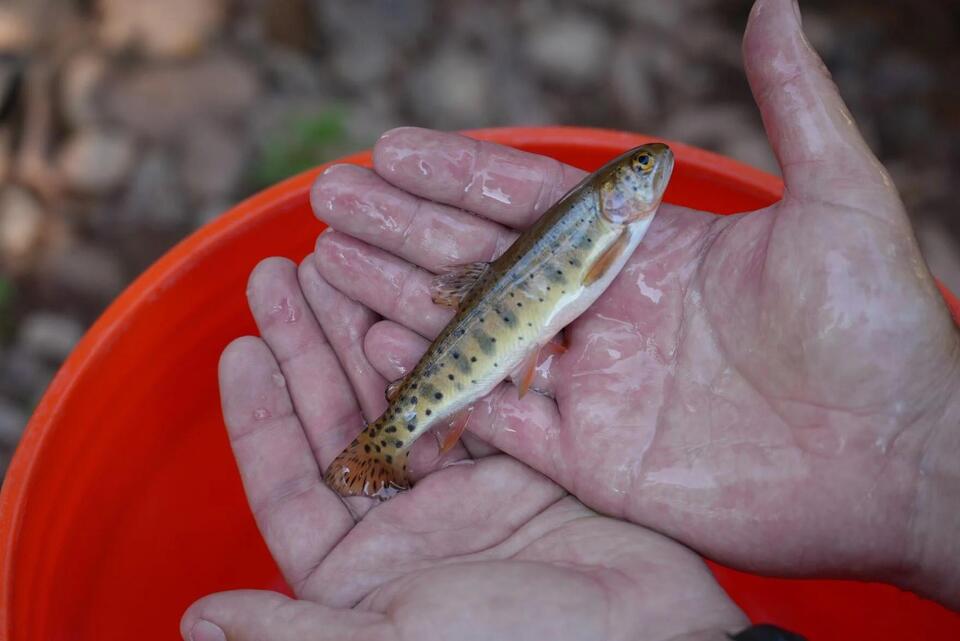 Stoner Mesa Fire nears 10,000 acres burned - NewsBreak