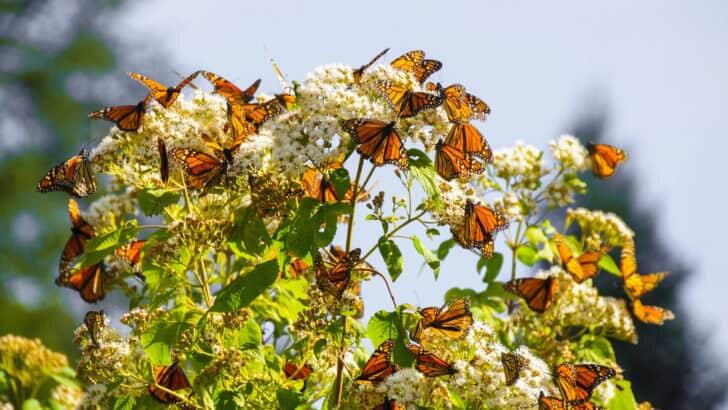 The Amazing Memory of Migratory Monarch Butterflies - NewsBreak