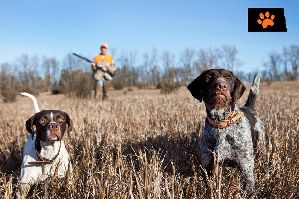 How To Keep Hunting Dogs Safe In North Dakota's Fields - NewsBreak