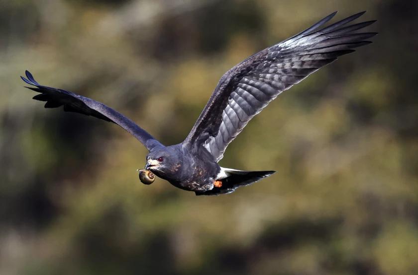 An invasive species once saved this bird. Now its disappearance is ...