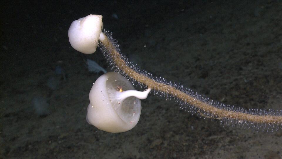 The Deepest-Living Animal Ever Found — And How Its Cells Survive the ...