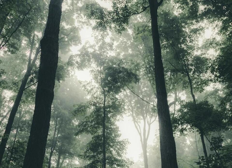 The Forest That Creates Its Own Weather - NewsBreak