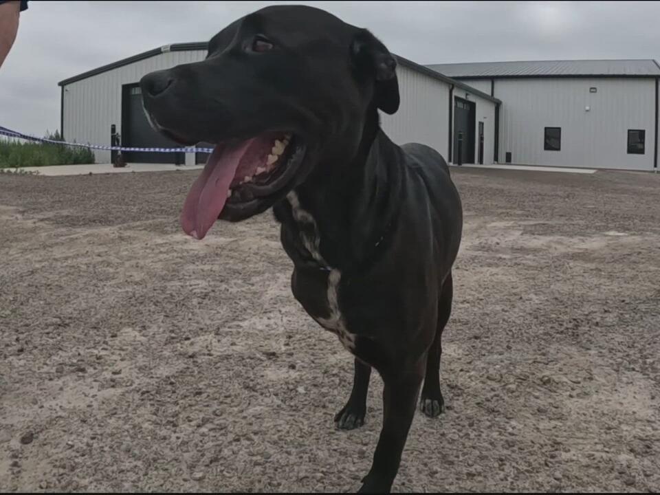 'Turnpike Dog' Henley recovering from injuries as Wauseon clinic works ...