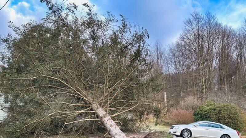 High School Softball Player Tragically Killed In Horrific Tree-Falling ...