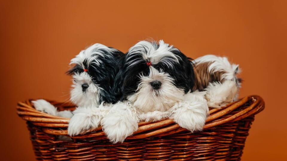 Shih-Tzu Gives Birth to a Rare Rainbow Litter of Puppies With the Most ...