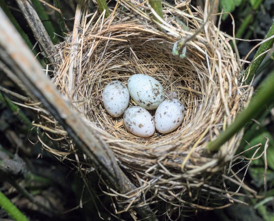How cuckoo birds manage to mimic the eggs of many species - NewsBreak