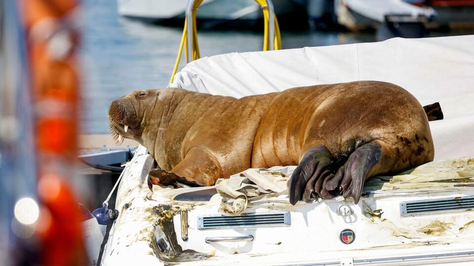 Norway Kills Beloved 1,300-Pound Walrus Because Gawkers Wouldn’t Leave ...