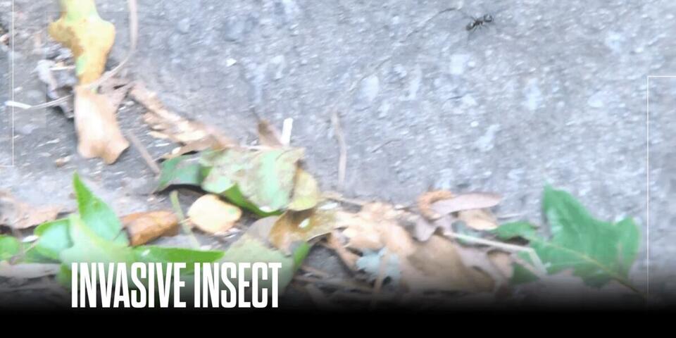 Invasive Asian needle ant spreads to 22 states with painful ...