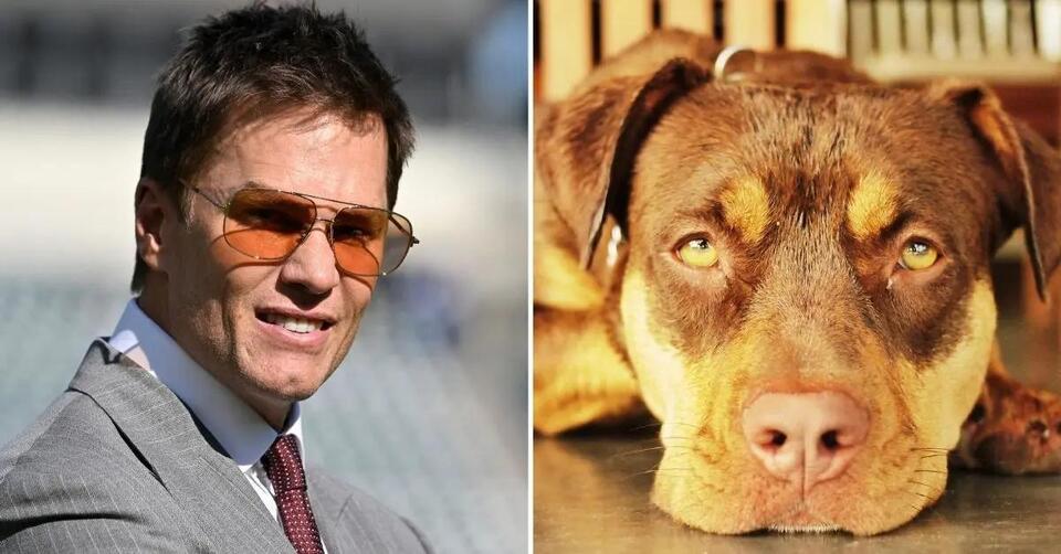 Man's Best Friend! Tom Brady Reveals His Dog Is a Clone of the Family’s ...