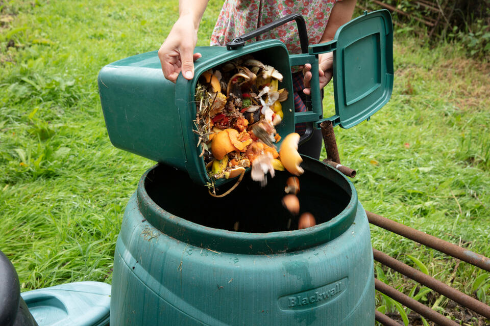 Why Your Compost Bin Could Be Breeding a Fungus That Kills Seedlings ...