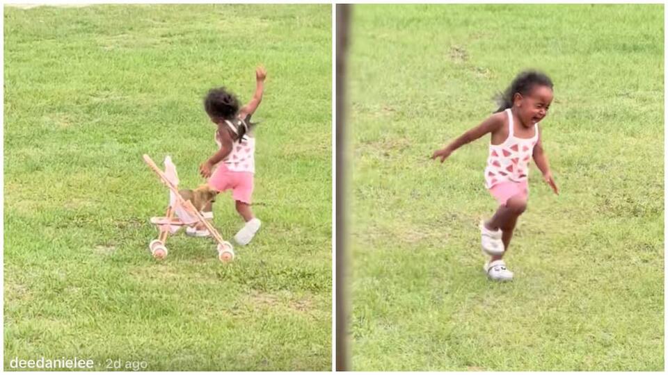 Texas Bird ‘Attack’ Clip Goes Viral, Leaving Viewers Shocked and Amused ...