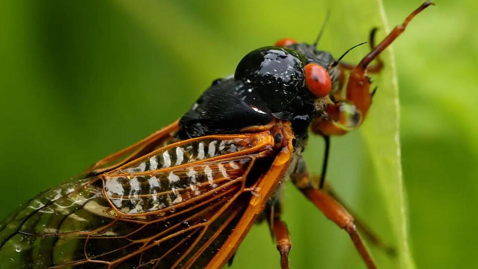 'Screaming' trees spread from South to Northeast as cicada brood ...
