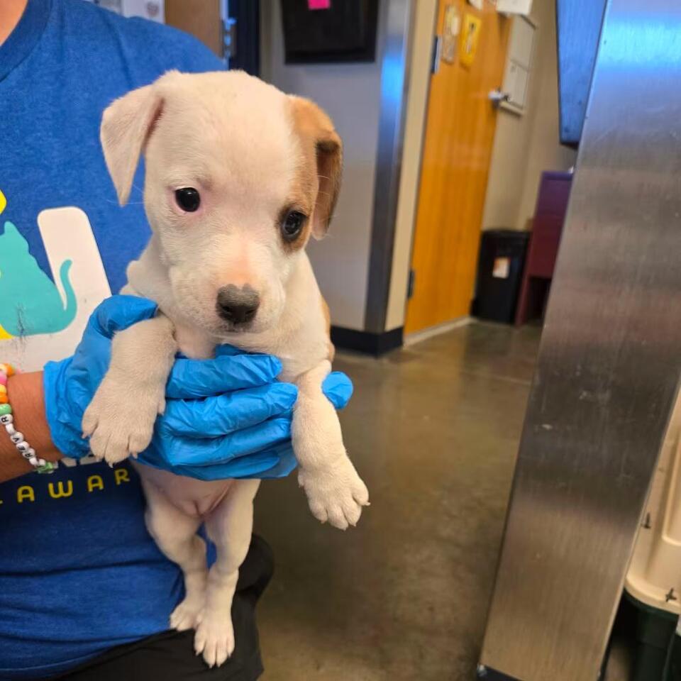 🐶 Playful Labrador Puppies Ready for Adoption in Wilmington - NewsBreak