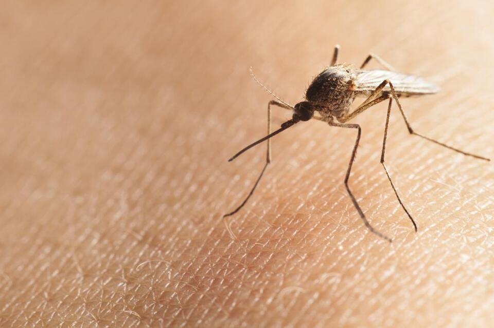 Three Kentucky Cities Among Worst Cities for Mosquitoes in the US ...